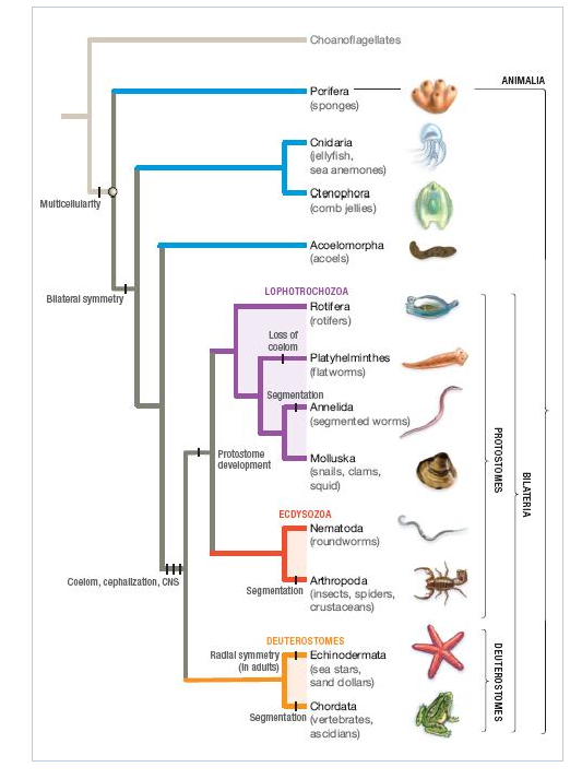 Ctenophore Phylogeny