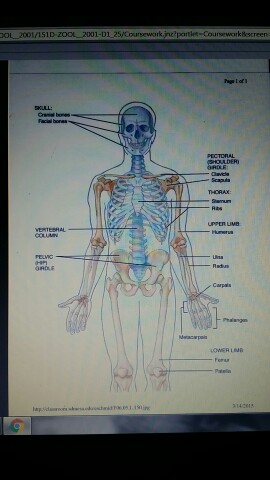 Solved 1.) Which part of the skeleton is blue? Refer to | Chegg.com