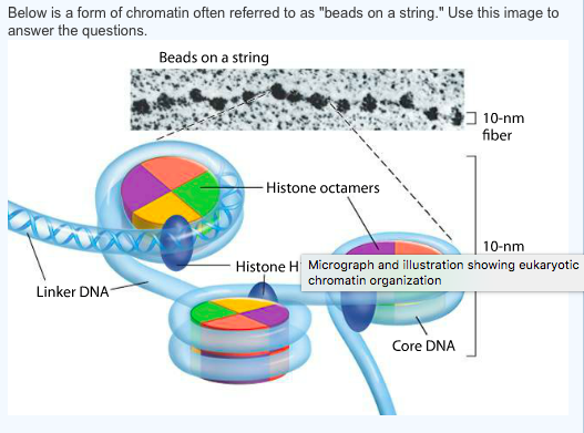 Nucleosome Beads On A String