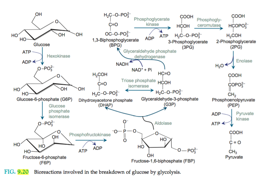 Solved Glycolysis is a process where one glucose molecule is | Chegg.com