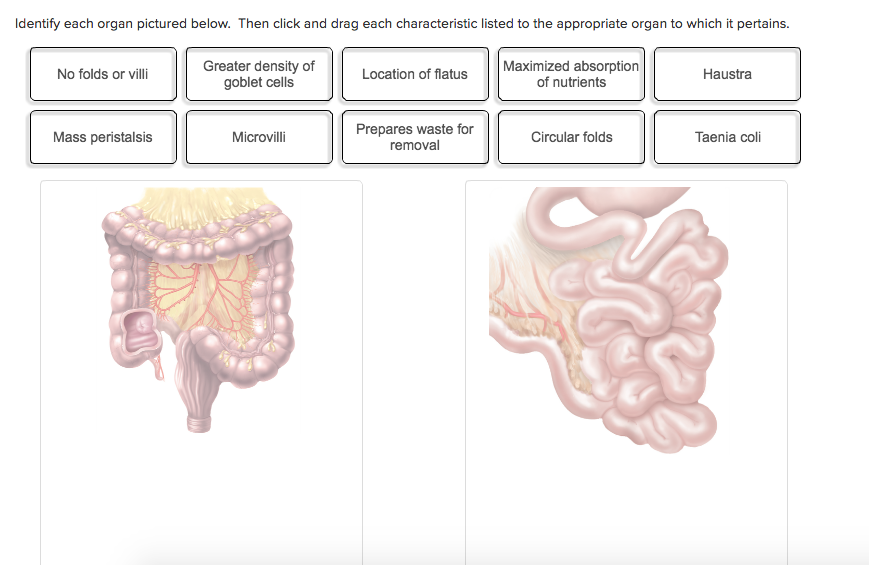 Solved Identify each organ pictured below. Then click and | Chegg.com Solved Identify each organ pictured below. Then click and | Chegg.com
