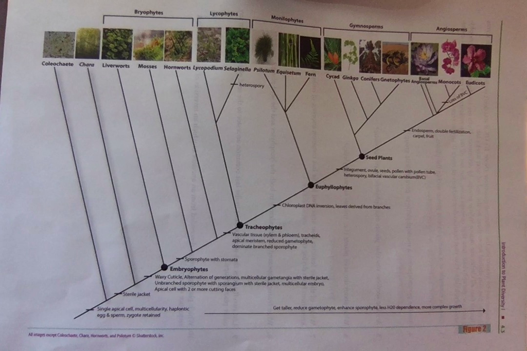 Solved Recall that all clades are monophyletic groups by | Chegg.com