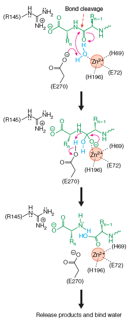 Solved The figure below shows a proposed mechanism for | Chegg.com