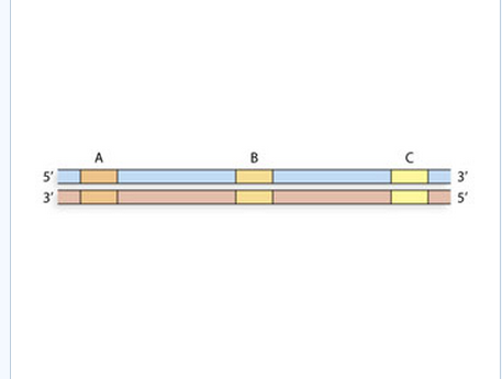 Solved Identify the coding strand for gene B | Chegg.com