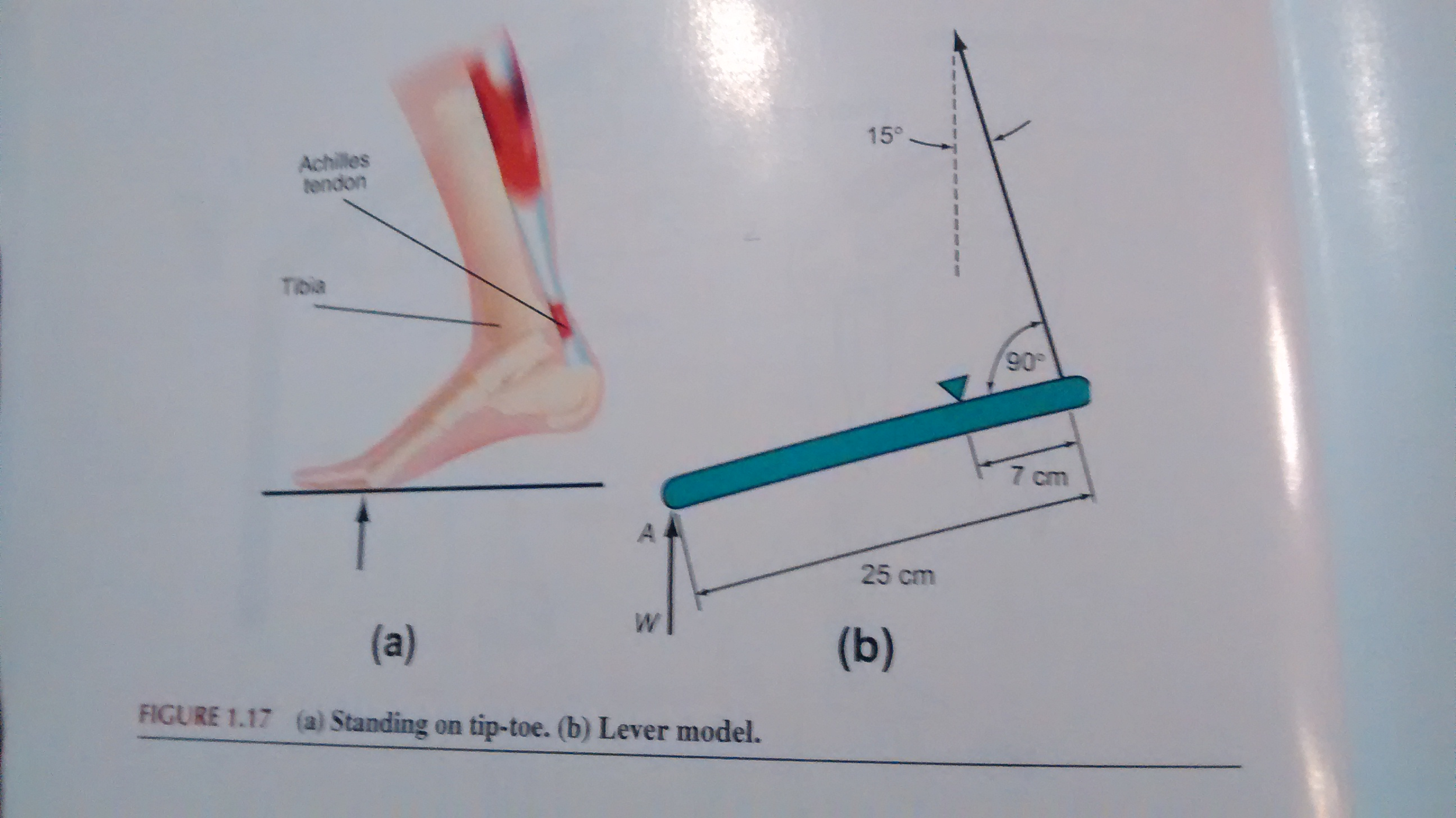 Solved Calculate The Force On The Tibia And On The Achilles