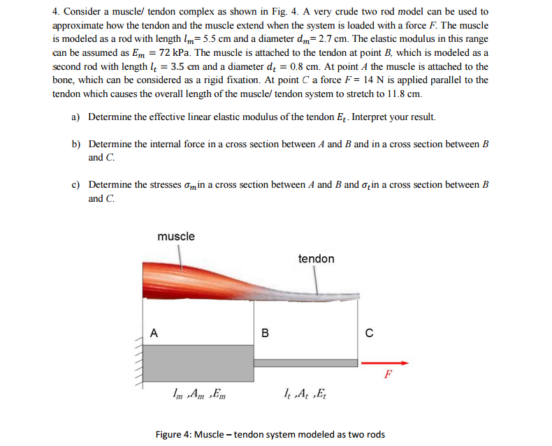 Solved Consider a muscle/ tendon complex as shown in Fig. 4. | Chegg.com
