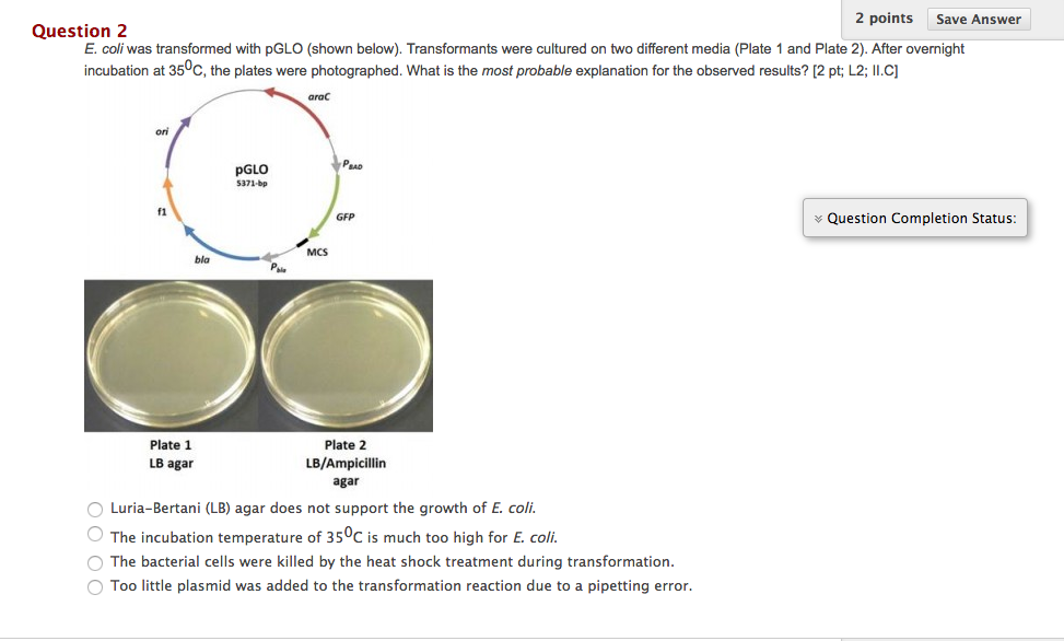 Solved E. coli was transformed with pGLO (shown below). | Chegg.com