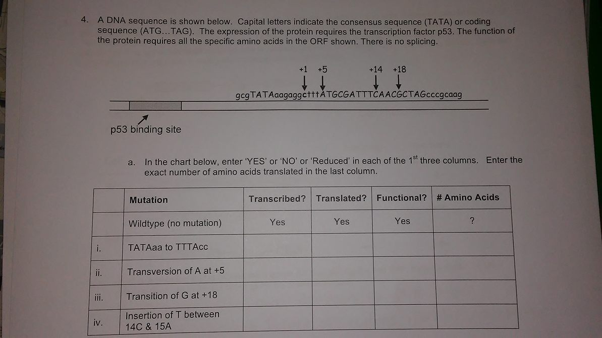 Solved: A DNA Sequence Is Shown Below. Capital Letters Ind... | Chegg.com