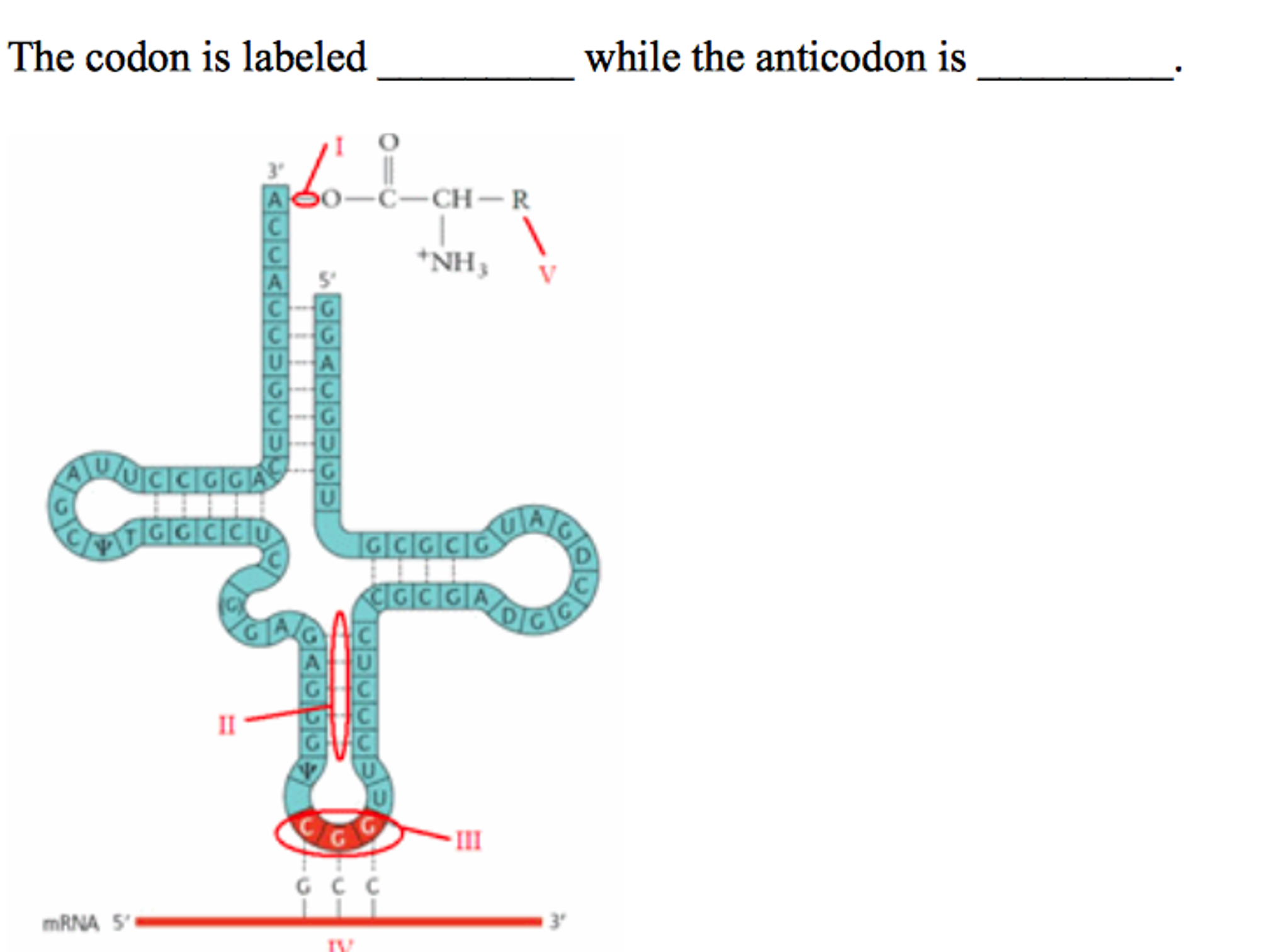 Solved The codon is labeled CH NH GICIGICIG G CGTA G C C | Chegg.com