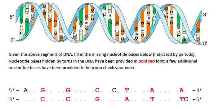 Solved 3' 5' 3' 5' Given the above segment of DNA, fill in | Chegg.com