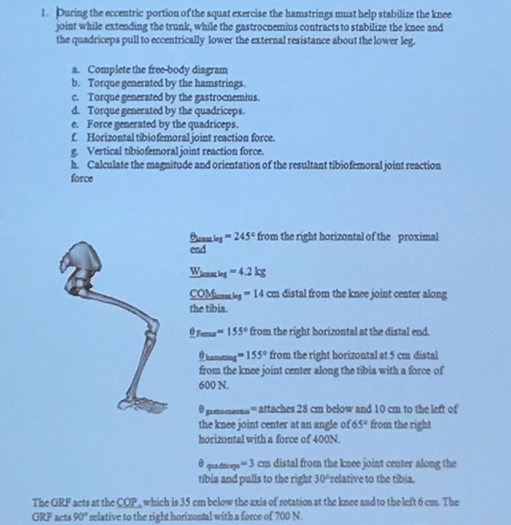 1. Puring the eccentric portion of the squat exercise | Chegg.com