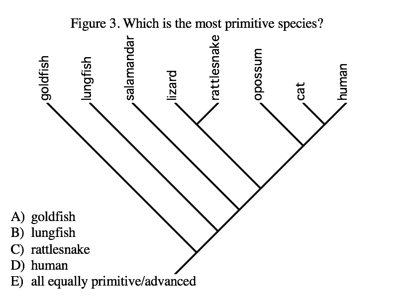 Solved Figure 4. Which is the most primitive species? A) | Chegg.com