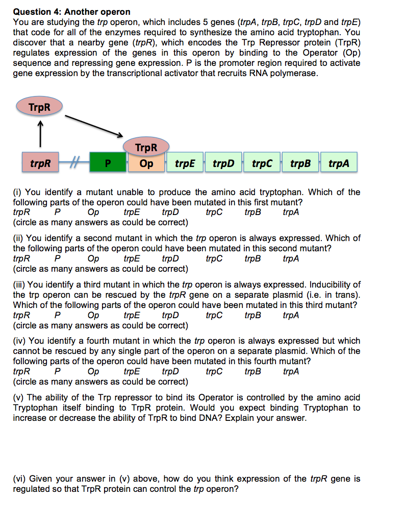 Solved Question 4: Another operon You are studying the trp | Chegg.com