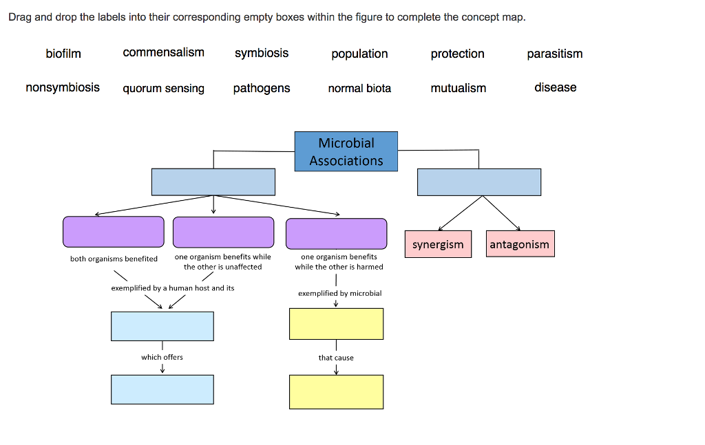 Solved Drag and drop the labels into their corresponding | Chegg.com