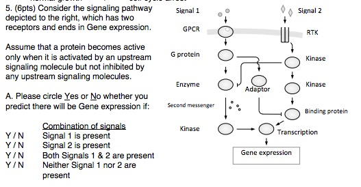 Solved Consider the signaling pathway depicted to the right, | Chegg.com