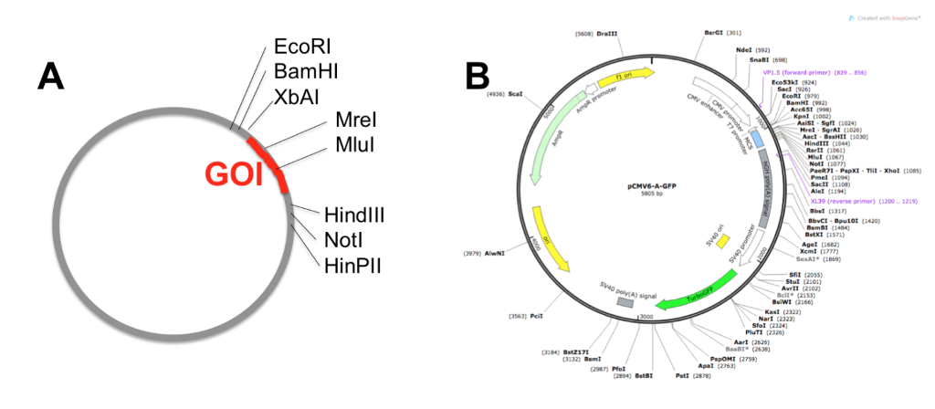 Solved You need to insert the gene of interest (GOI) | Chegg.com