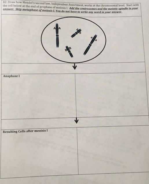 Solved Draw how Mendel's second law, Independent Assortment, | Chegg.com