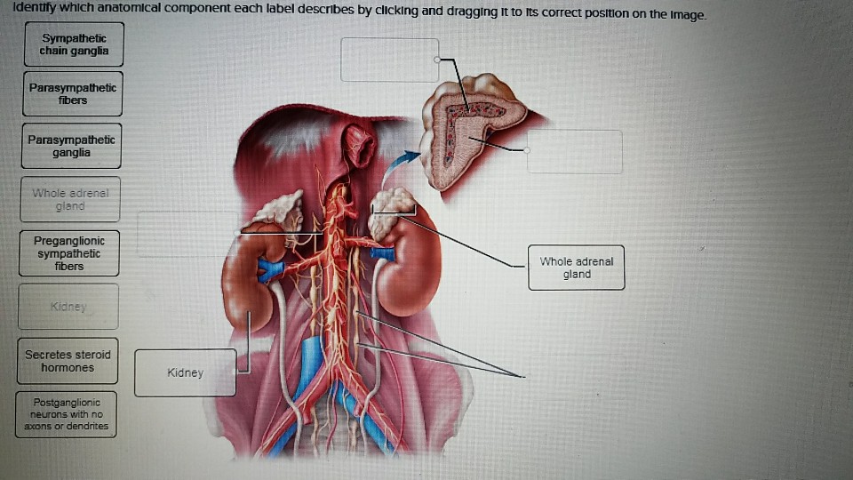 Solved identifly which anatomical component each label | Chegg.com