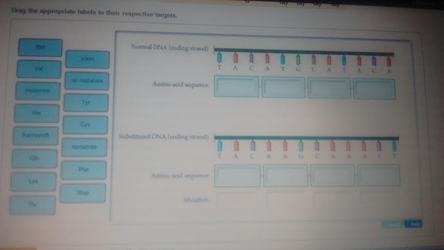 Solved The coding strand of a DNA segment has the | Chegg.com