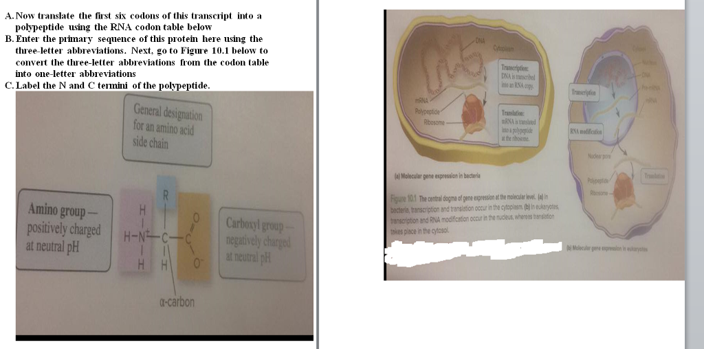A. Now translate the first six codons of this | Chegg.com