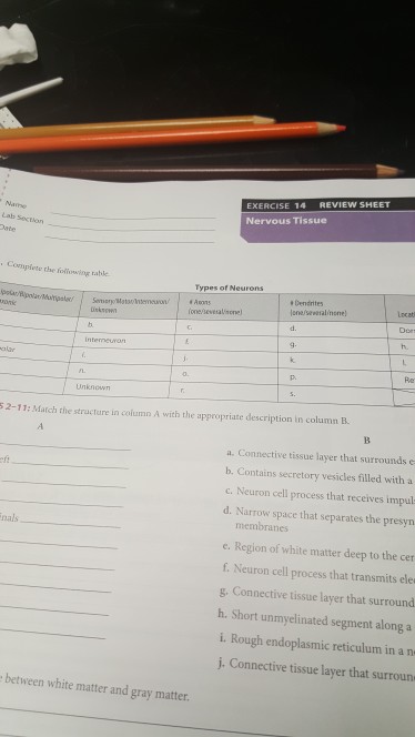 EXERCISE 14 REVIEW SHEET Nervous Tissue Naine Latb | Chegg.com
