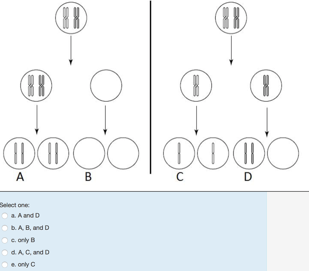 Solved The following diagram shows nondisjunction in either | Chegg.com