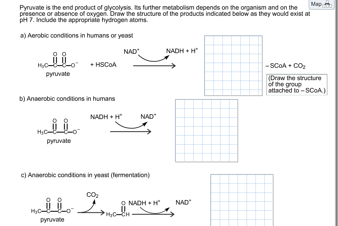 Solved Pyruvate is the end product of glycolysis. Its | Chegg.com