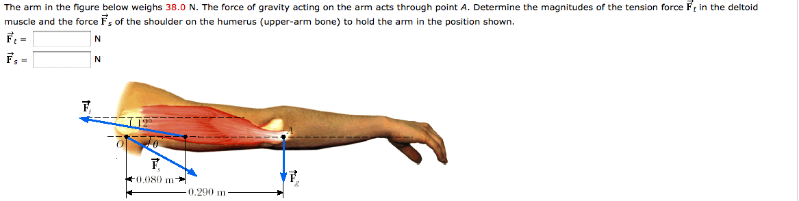 Solved The arm in the figure below weighs 38.0 N. The force | Chegg.com