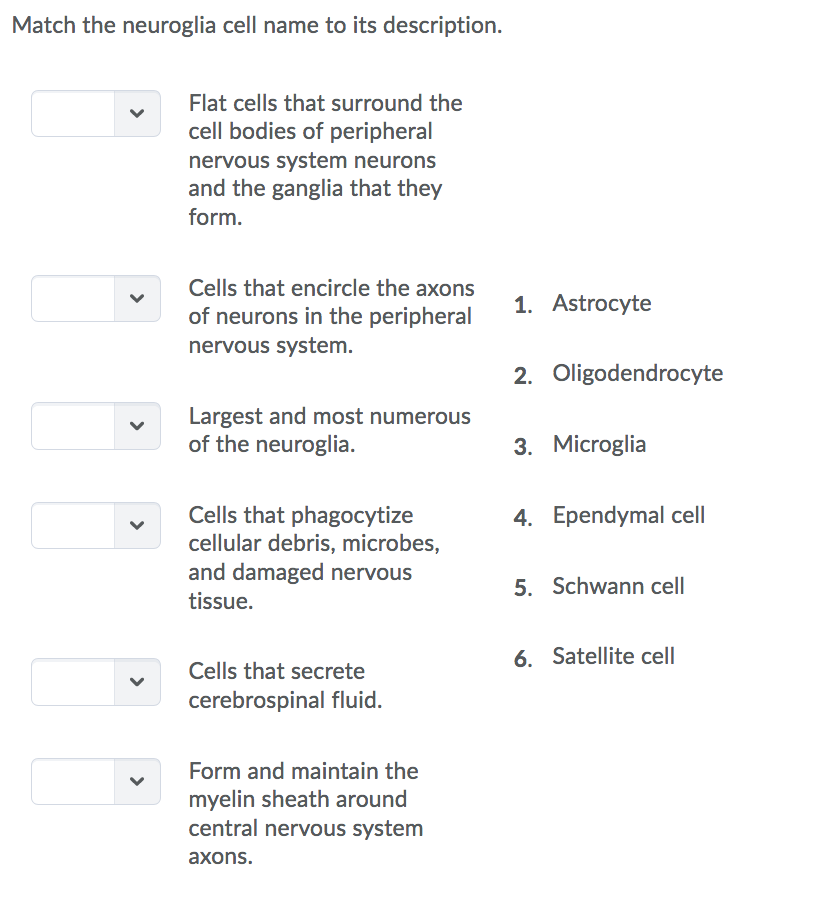Solved Match the neuroglia cell name to its description. | Chegg.com