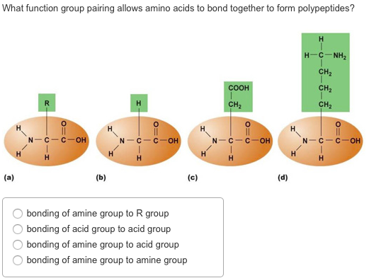 Solved What function group pairing allows amino acids to | Chegg.com