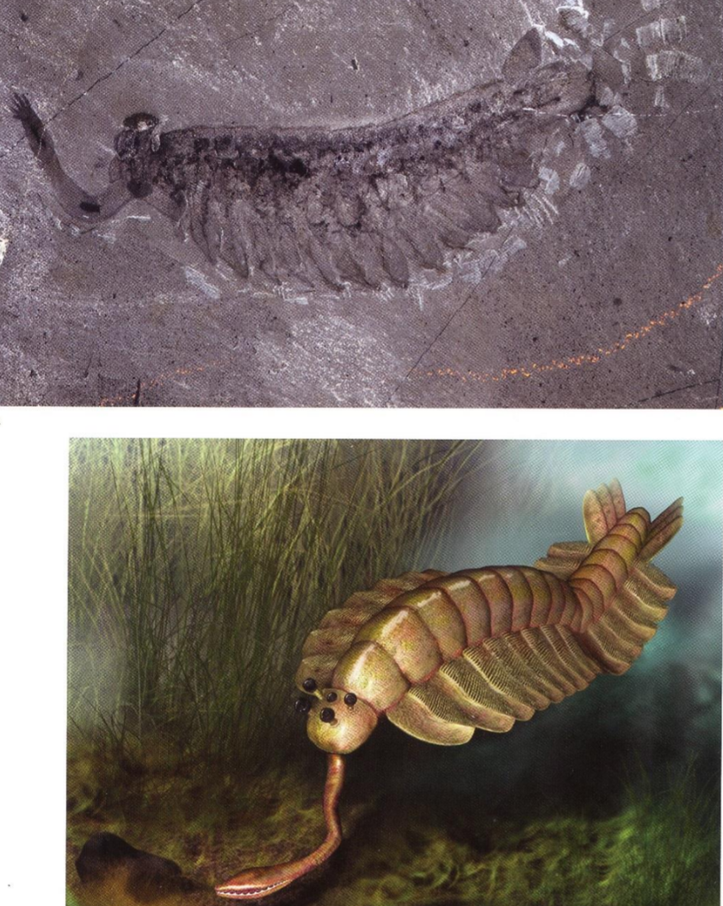 Solved Original specimen and reconstruction of the Burgess | Chegg.com