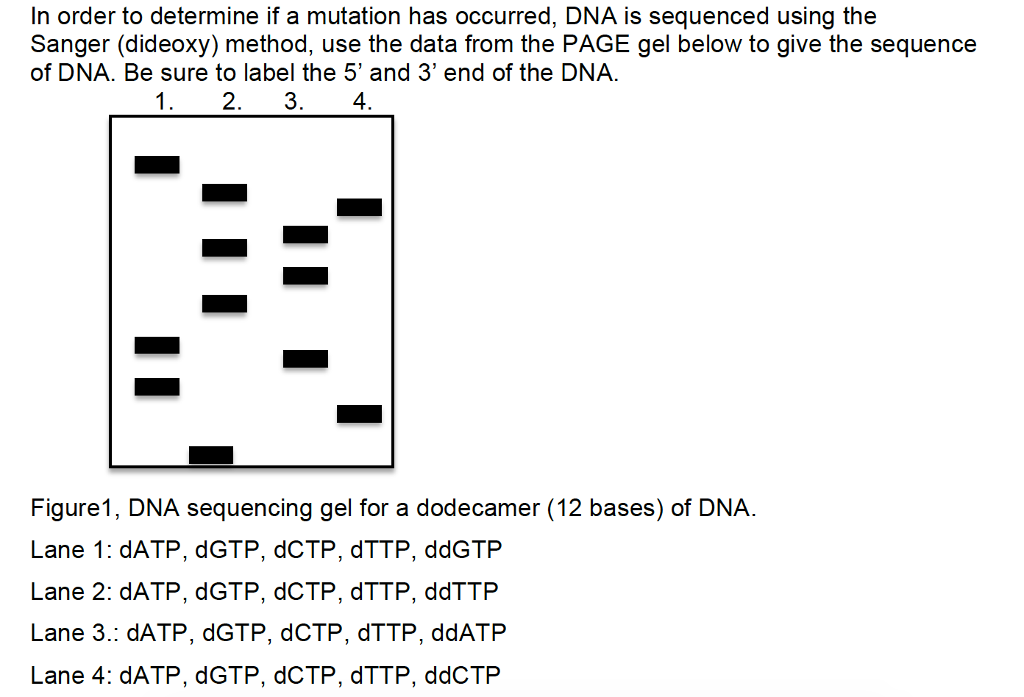 Solved In order to determine if a mutation has occurred, DNA | Chegg.com