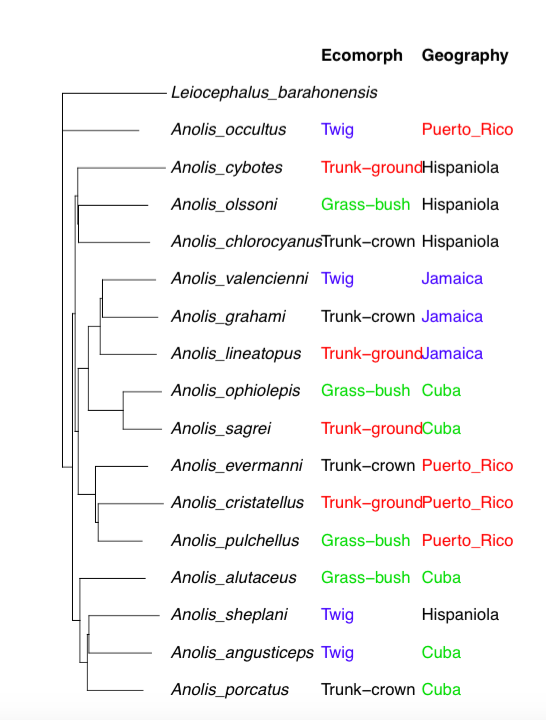 Solved can you help me infer habitat (ecomorph) on all | Chegg.com