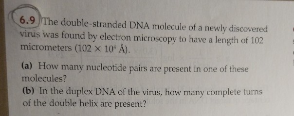 Solved 6.9 The double-stranded DNA molecule of a newly | Chegg.com