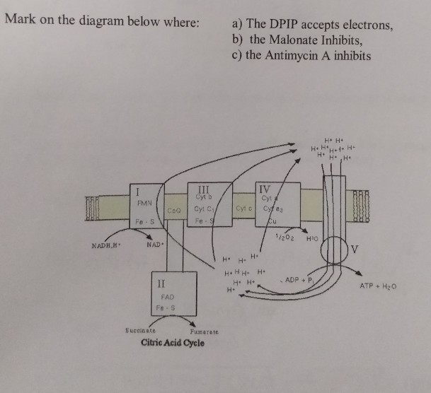 Solved Mark on the diagram below where: a) The DPIP accepts | Chegg.com