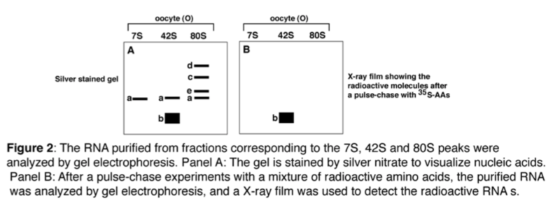 Solved 2. RNA is extracted from the 7S, 42S, and 80S | Chegg.com
