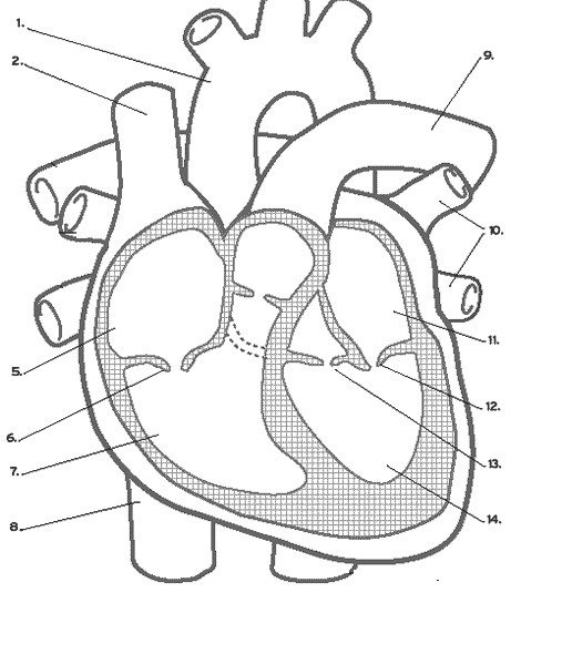 Solved Describe the cardiac cycle by using the diagrams | Chegg.com