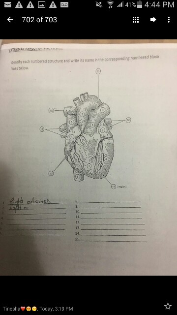 Solved Identify each numbered structure and write its name | Chegg.com