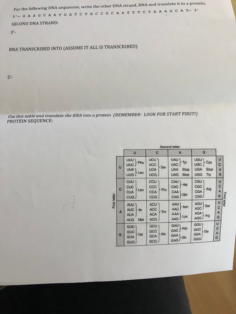 Solved 1 For the following DNA sequences, write the other | Chegg.com