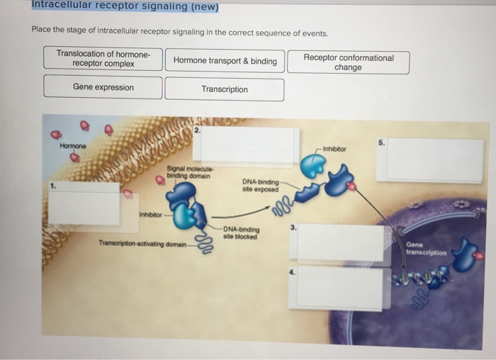 Solved Place the stage of intracellular receptor signaling | Chegg.com