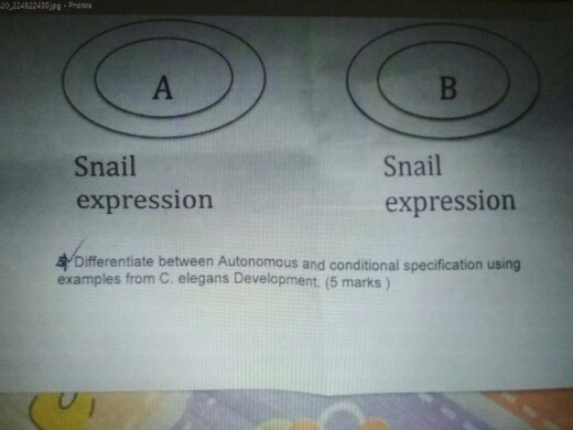Solved Snail Snail expression expression ifferentiate | Chegg.com