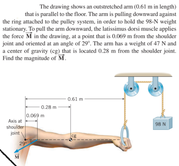 Solved The drawing shows an outstretched arm (0.61 m in | Chegg.com