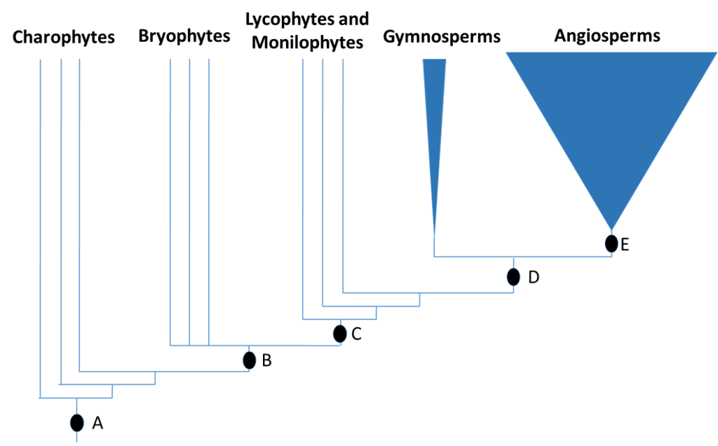 Angiosperm Cladogram