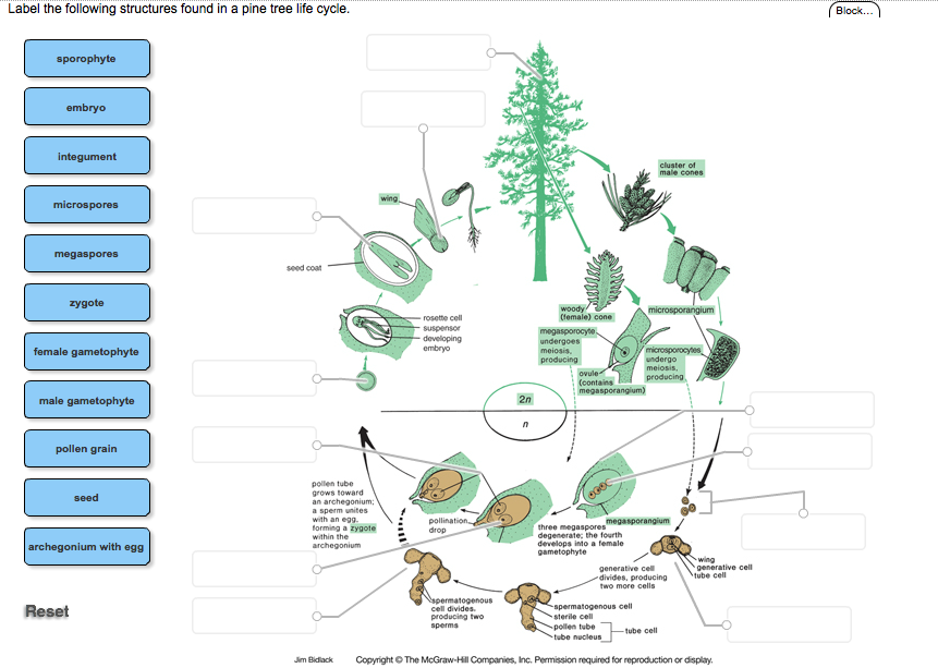 Solved: Label The Following Structures Found In A Pine Tre... | Chegg.com