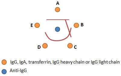 Solved This is the result from Immuno-double diffusion. The | Chegg.com