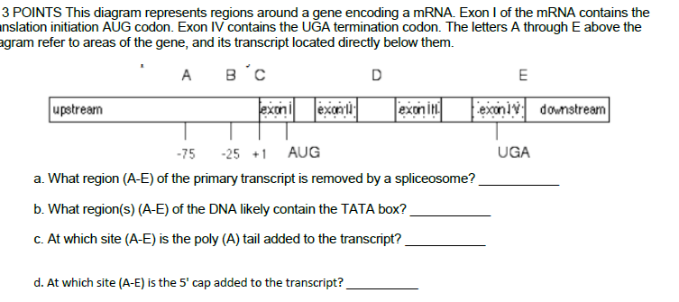 Solved Regions around a gene encoding a mRNA. Exon I of the | Chegg.com