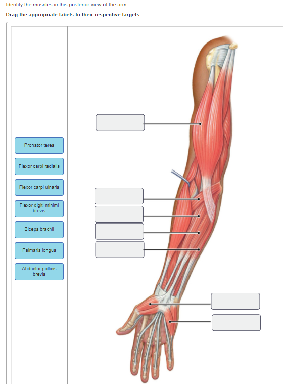 Solved Identify the muscles in this posterior view of the | Chegg.com