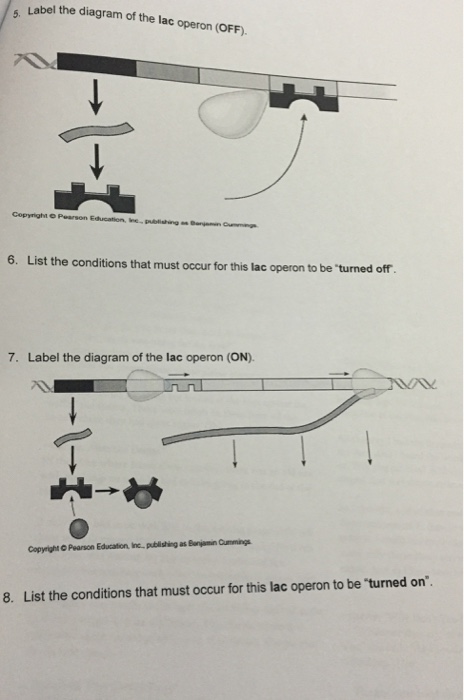 Solved Label the diagram of the lac operon (OFF). List the | Chegg.com