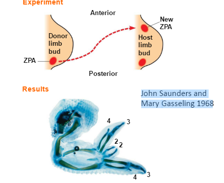 Solved Experiment Donor limb bud ZPA Results Anterior | Chegg.com