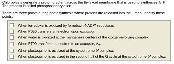 Solved Chloroplasts generate a proton gradient across the | Chegg.com